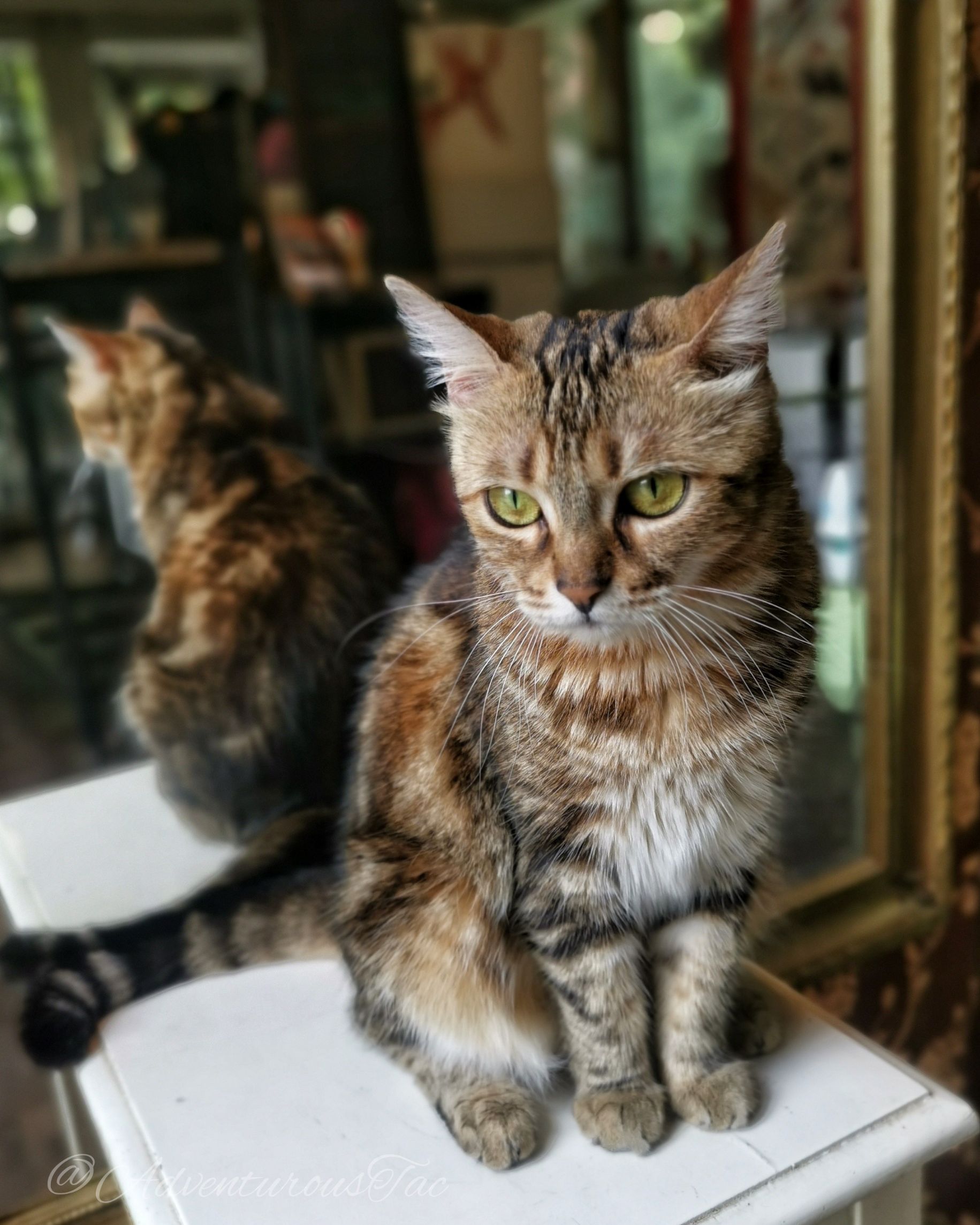 【CatNip Cafe】シーロムからも気軽に行けるローカルな猫カフェ | Asian Traveller from バンコク